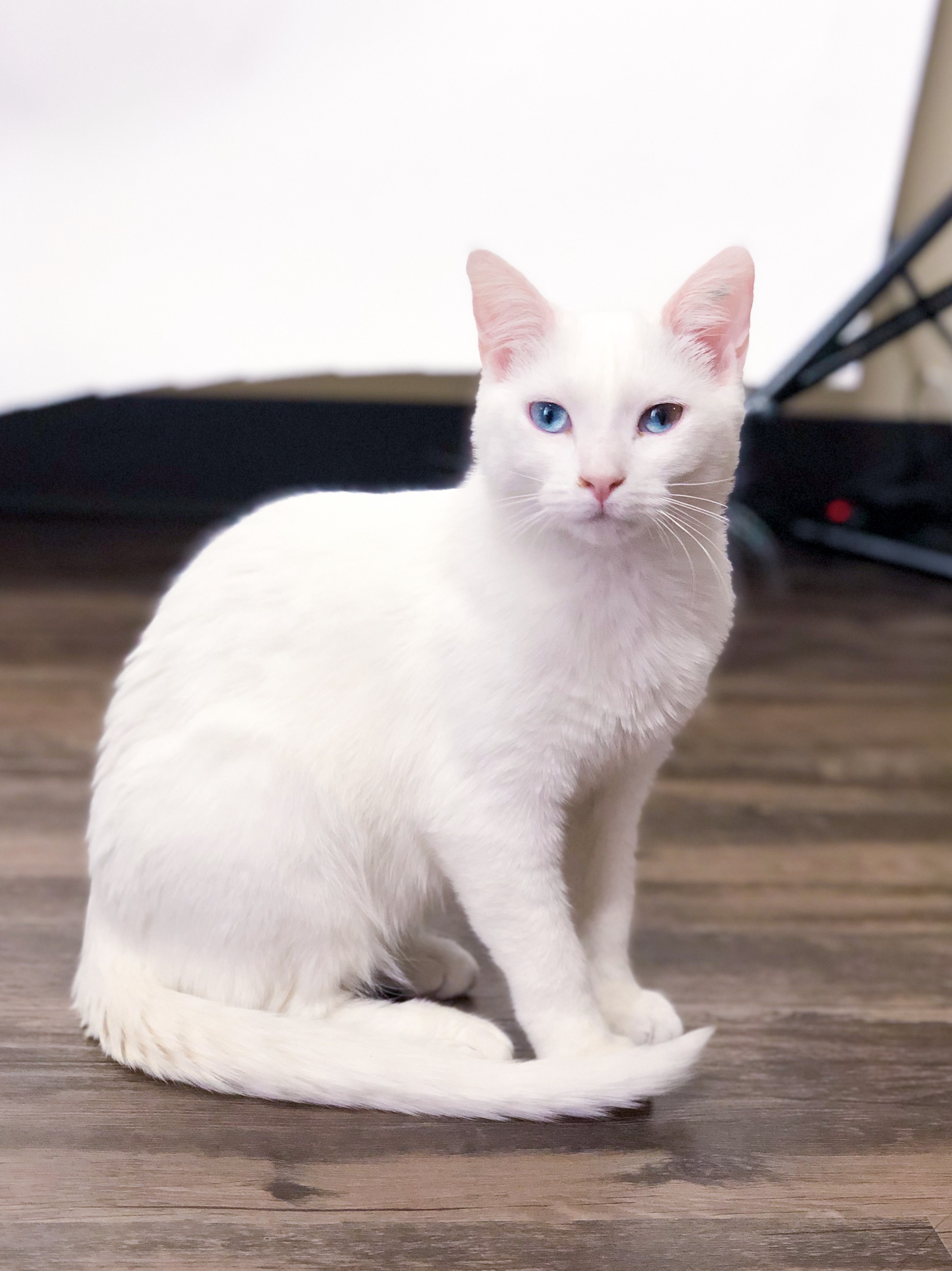 Biography: Alex Resendiz